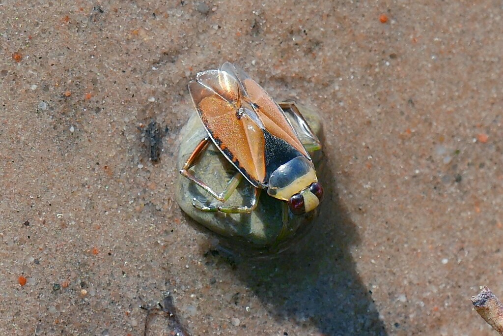 Greater Water Boatman from Powiat puławski, Polska on November 4, 2023 ...