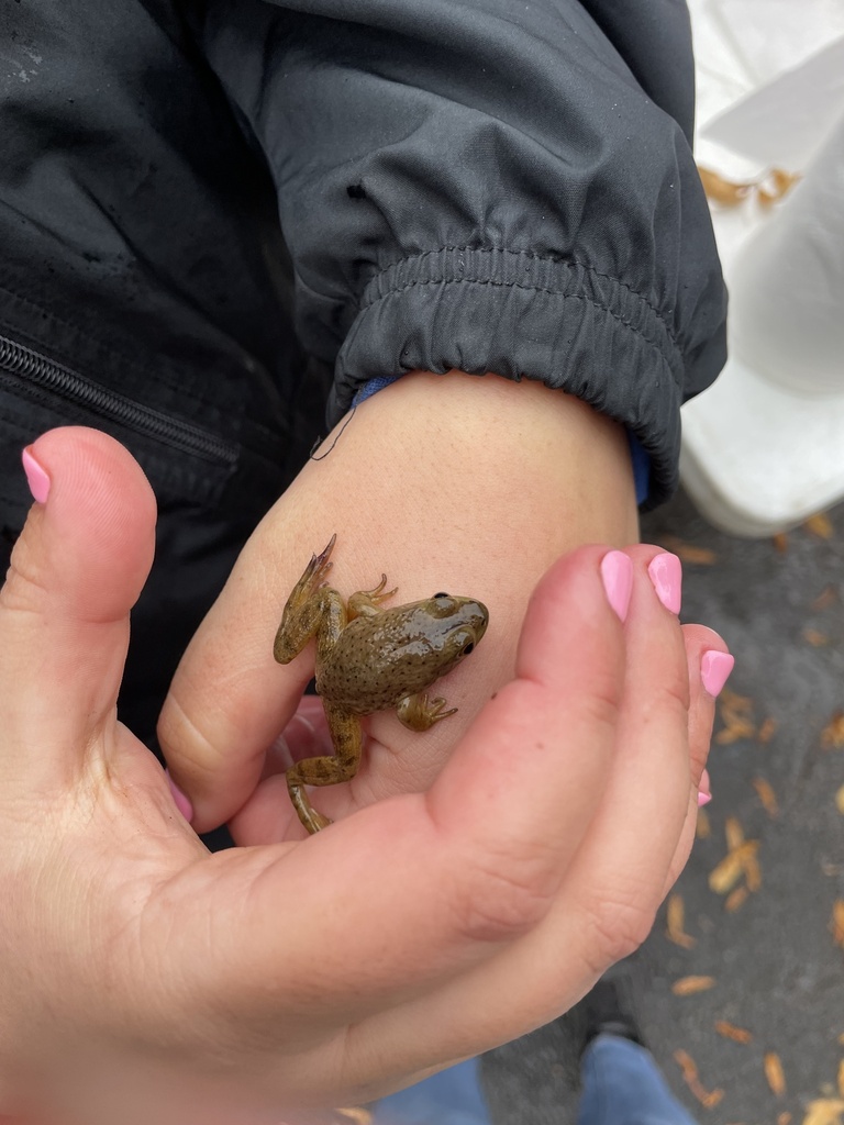 American Bullfrog from Delaware Valley University, Doylestown, PA, US ...