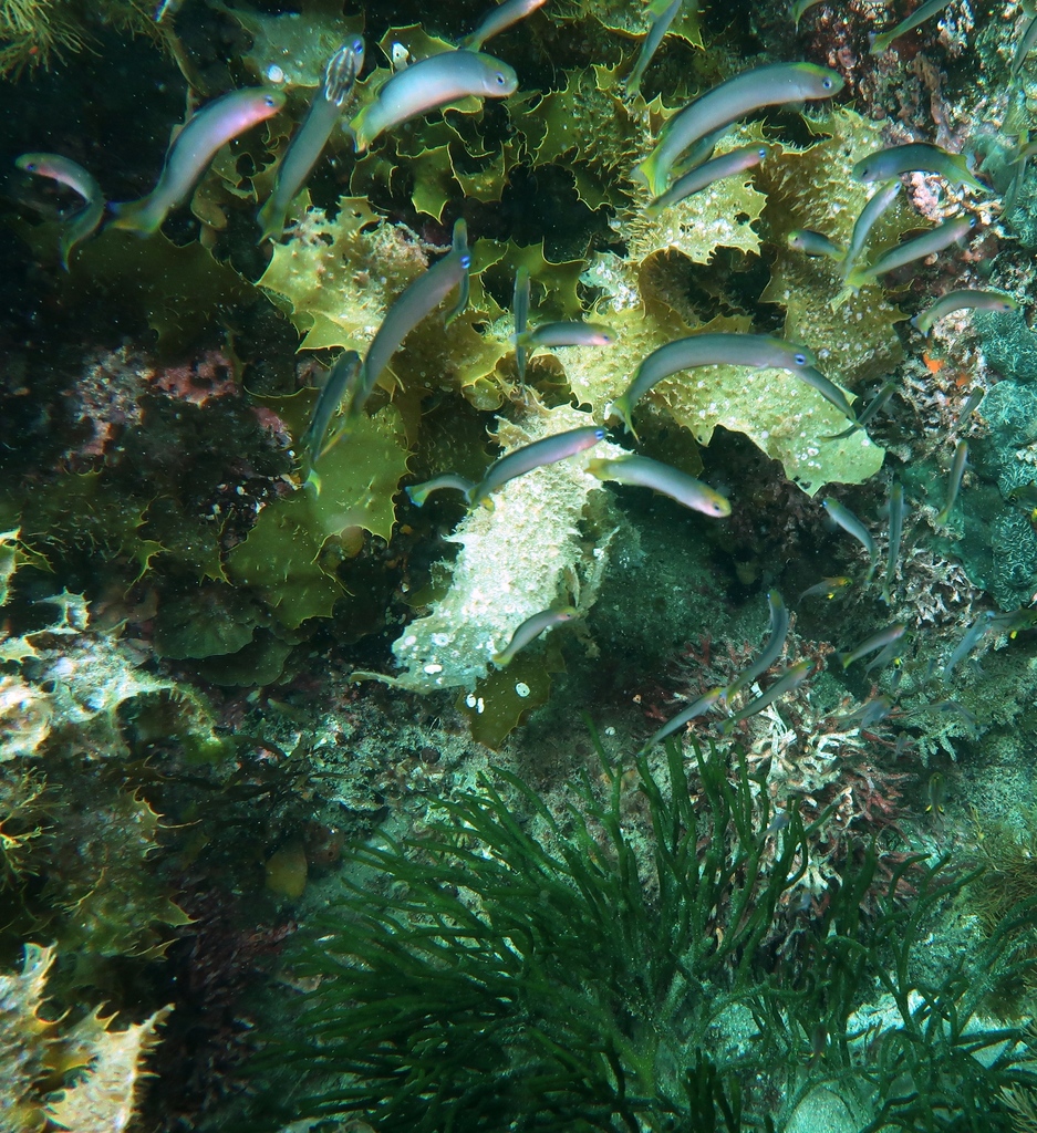 Yellowhead Hulafish from Boxing Bay, South Australia, Australia on ...