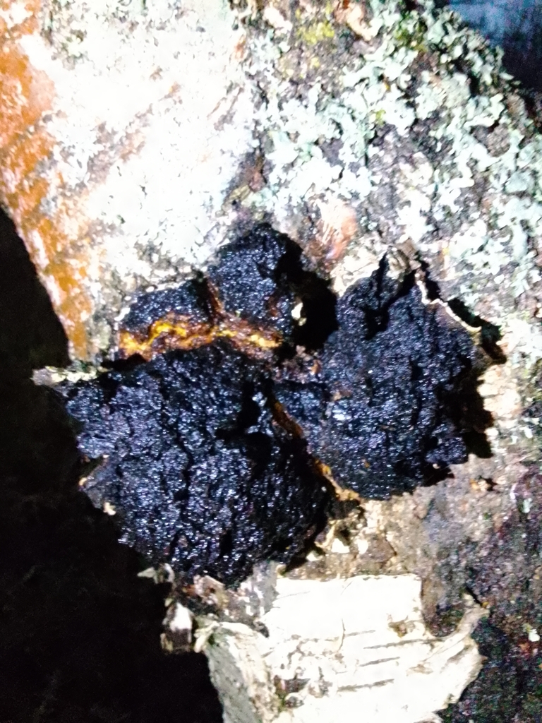 chaga from Novgorodskiy rayon, RU-NG, RU on November 4, 2023 at 05:19 ...