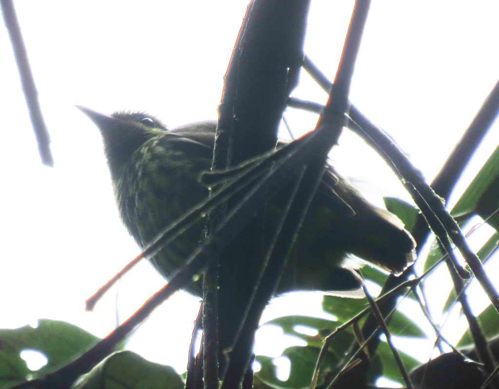Velvet Asity from Ifanadiana, Madagascar on October 21, 2023 at 08:46 ...