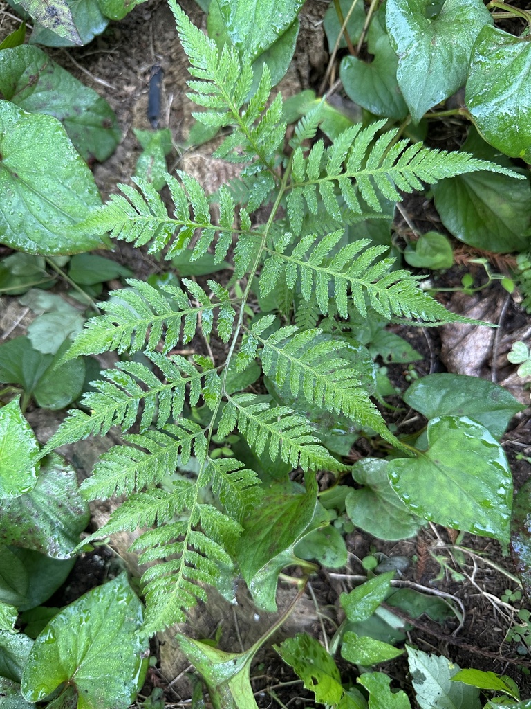 Japanese painted fern from 七榮, 富里市, 千葉縣, JP on November 4, 2023 at 08: ...