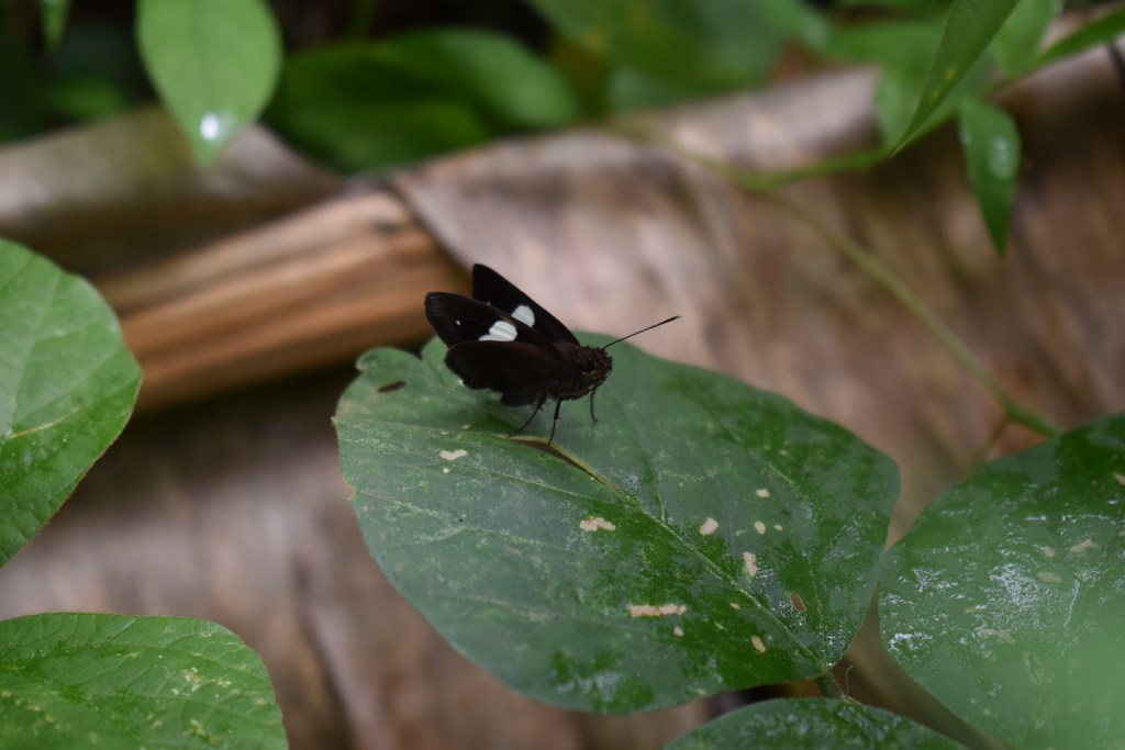 common banded demon from Taytay, 1920 Rizal, Philippines on October 18 ...