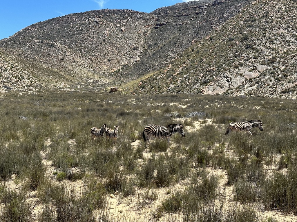 Plains Zebra from Witzenberg, Ceres, WC, ZA on November 4, 2023 at 11: ...