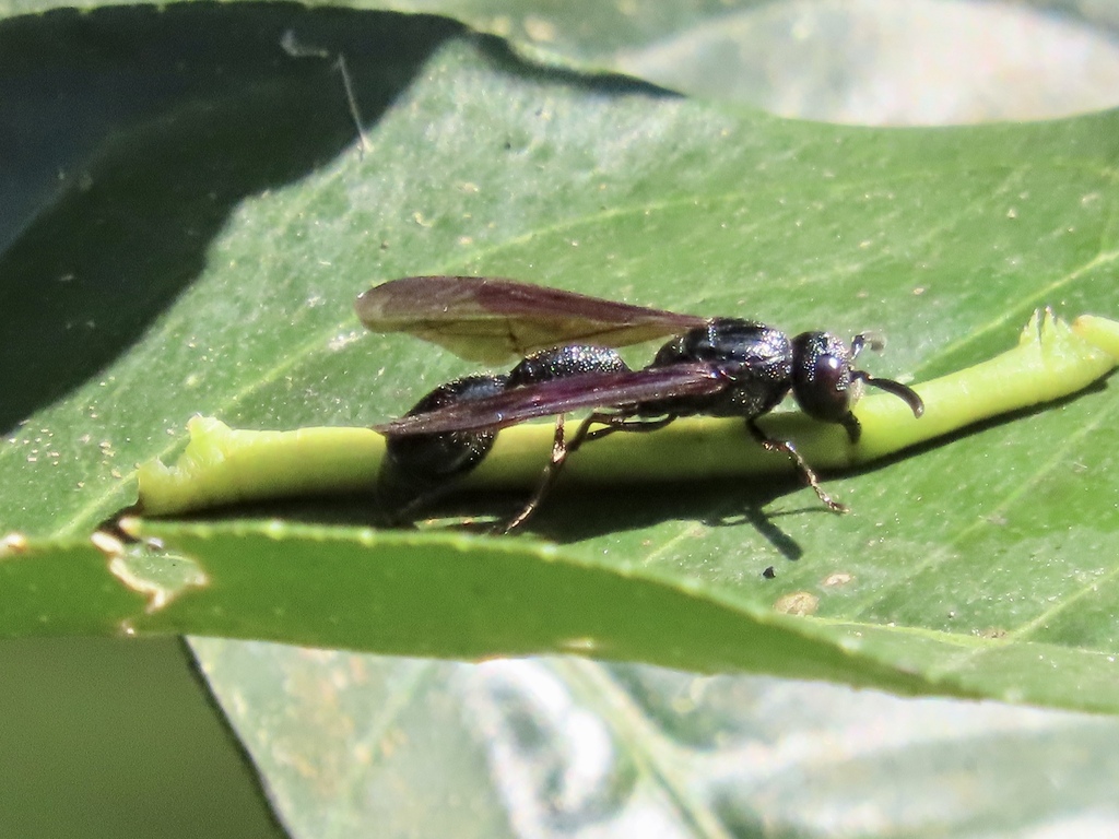 Zethus from 香港大埔 on November 4, 2023 at 12:51 PM by Isaac Chow ...