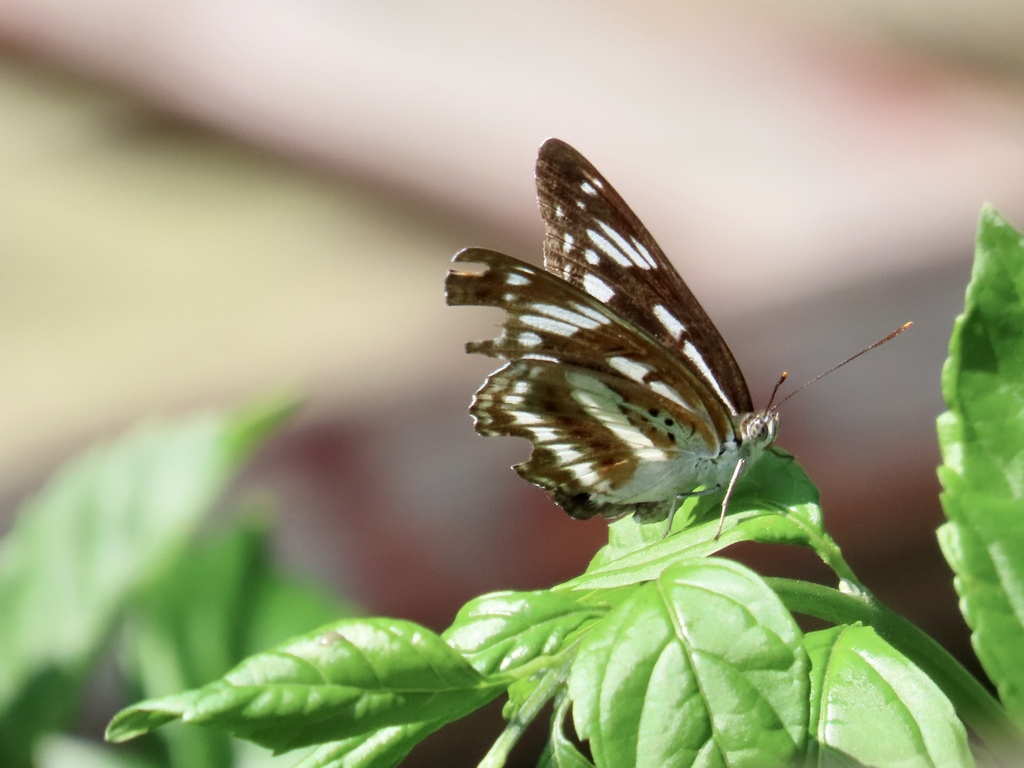 Five-dot Sergeant from 香港大埔 on November 4, 2023 at 01:35 PM by Isaac Chow · iNaturalist