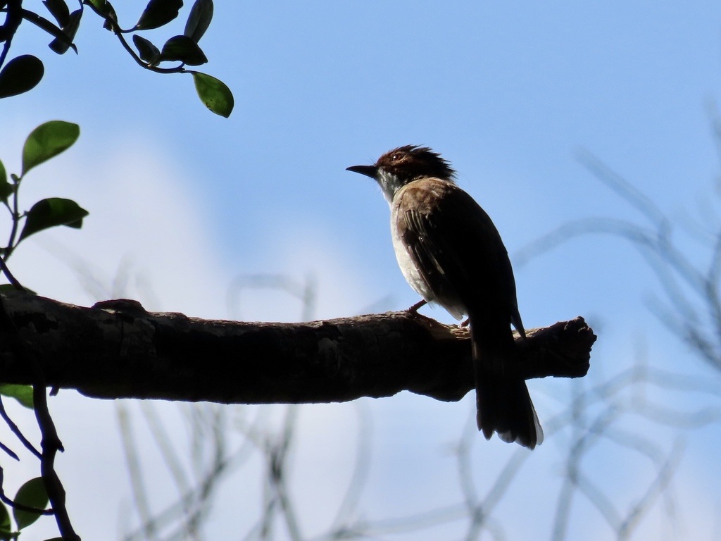 Chestnut Bulbul from 香港大埔 on November 4, 2023 at 02:14 PM by Isaac Chow ...