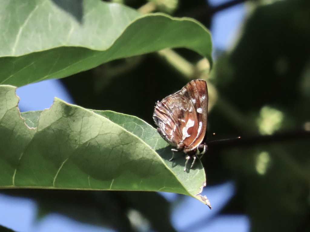 Silverstreak Blue from 香港大埔 on November 4, 2023 at 02:39 PM by Isaac Chow · iNaturalist