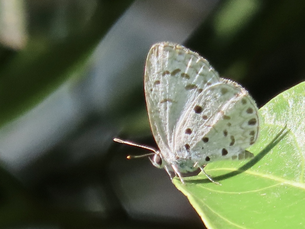 Common Hedge Blue from 香港大埔 on November 4, 2023 at 02:45 PM by Isaac Chow · iNaturalist