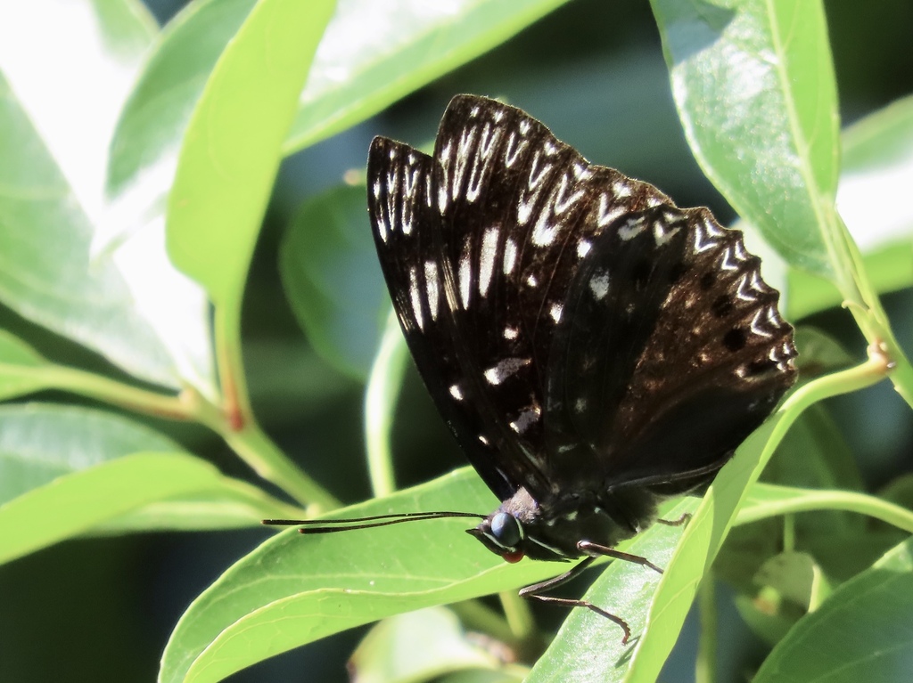 Constable from 香港大埔 on November 4, 2023 at 02:52 PM by Isaac Chow · iNaturalist