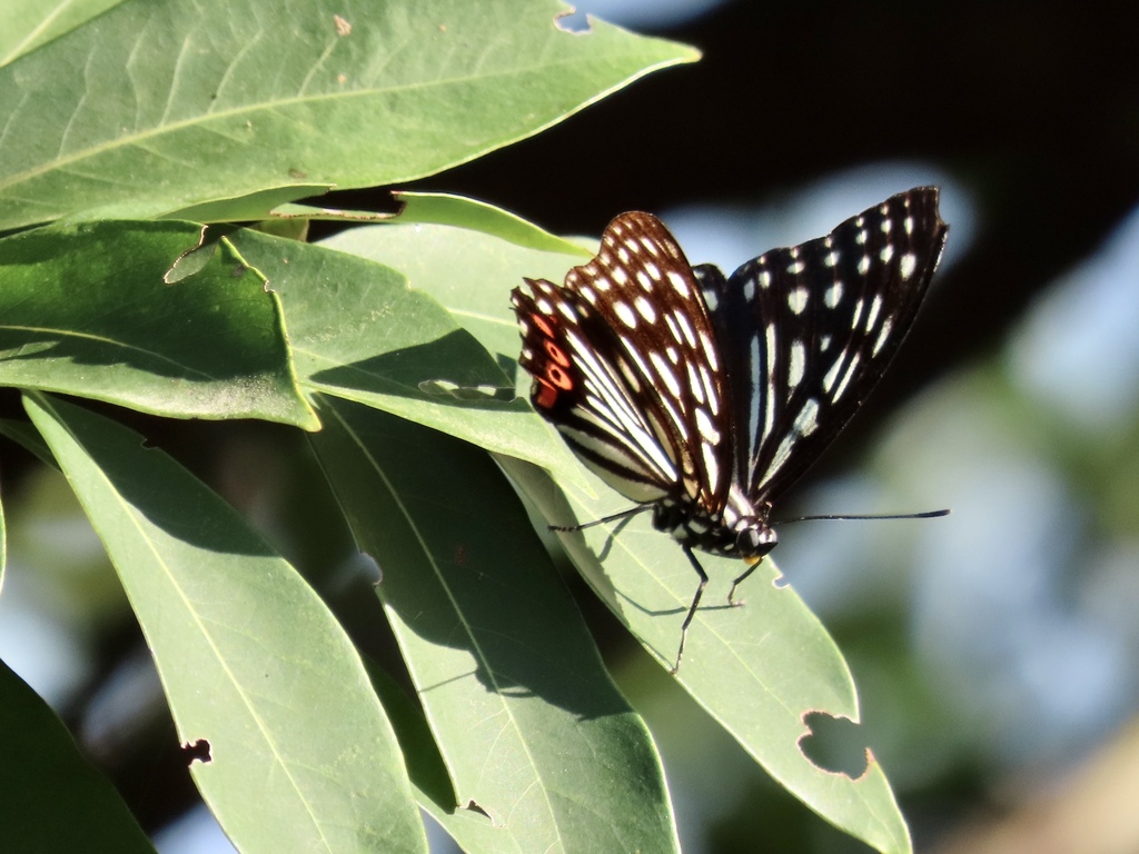 Red Ring Skirt from 香港大埔 on November 4, 2023 at 03:41 PM by Isaac Chow · iNaturalist