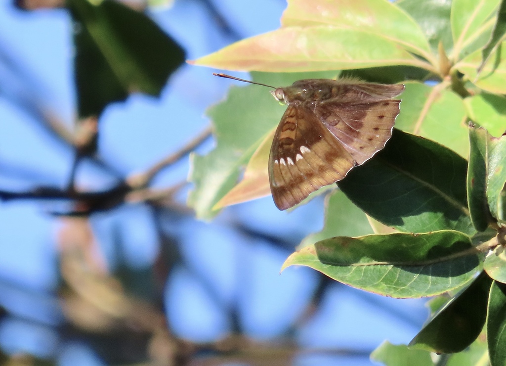 Common Baron from 香港大埔 on November 4, 2023 at 04:03 PM by Isaac Chow · iNaturalist