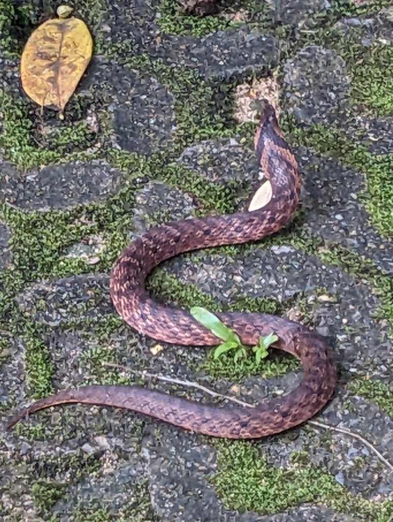 Assam Mountain Snake in November 2023 by billtweit. Identified by Ian ...