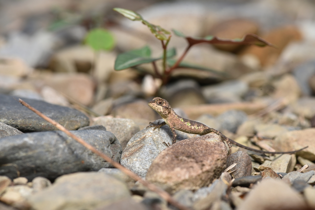 Okinawa Tree Lizard in November 2023 by Yung-Lun Lin · iNaturalist