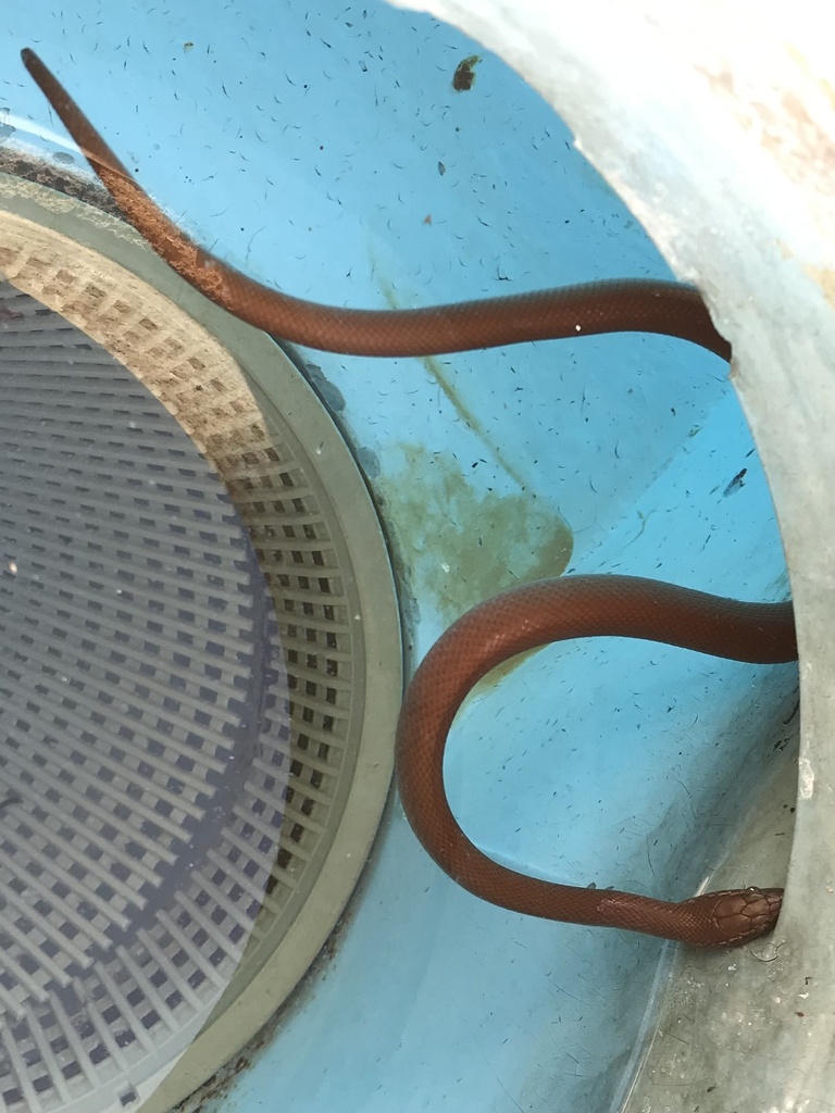 Cape House Snake from Ruwa, Harare, Harare, ZW on November 4, 2023 at ...