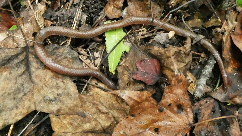 Eastern Worm Snake from Westmoreland County, VA, USA on September 28 ...