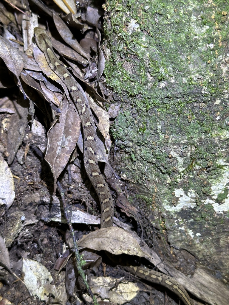Stejneger's Bamboo Snake from 臺灣島, 復興區, TAO, TW on November 4, 2023 at ...