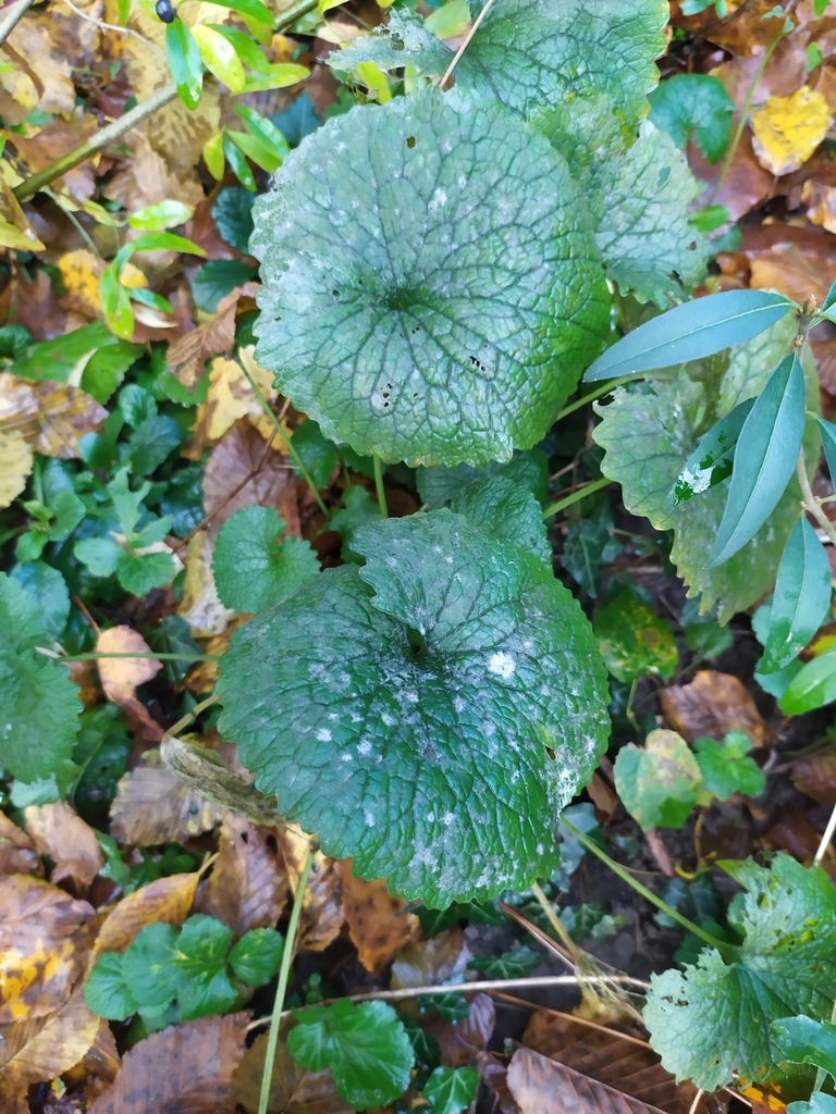 garlic mustard from Volksgartenviertel, 4020 Linz, Austria on November ...
