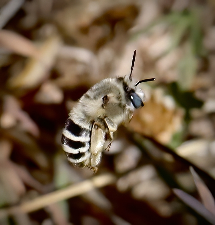 Urbane Digger Bee from Mt Laguna, CA, USA on November 3, 2023 at 02:44 ...