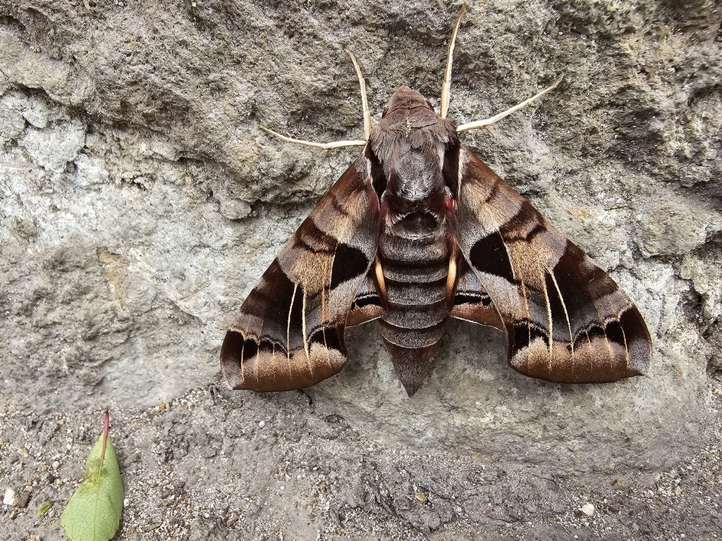 Typhon Sphinx from AV. INDEPENDENCIA #300 Int A ESQUINA MIER Y TERAN ...