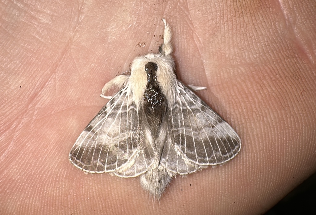 Large Tolype Moth in November 2023 by Eric Blomberg · iNaturalist