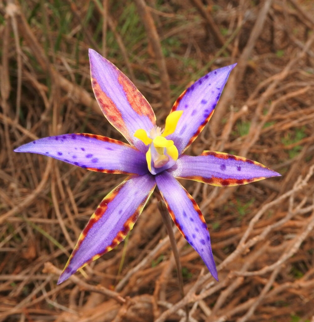 eastern Queen of Sheba in August 2021 by RIC WOODLAND · iNaturalist