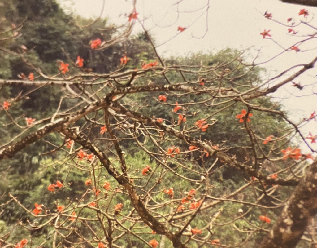 Red Silk Cotton Tree from Dong Lang, Hanoi, Ha Noi, VN on March 30 ...