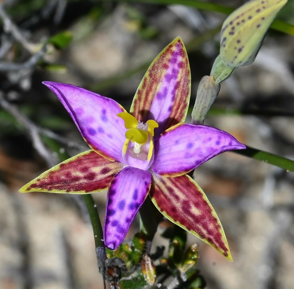 northern Queen of Sheba in August 2023 by RIC WOODLAND · iNaturalist