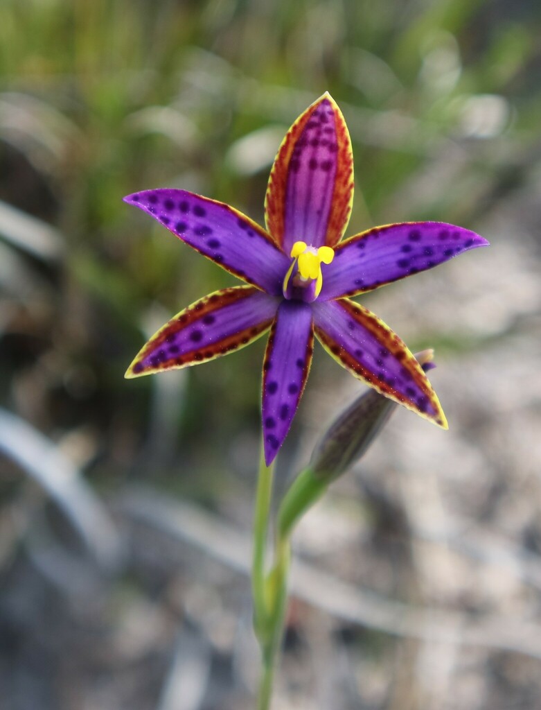 Southern Queen of Sheba in August 2019 by RIC WOODLAND · iNaturalist