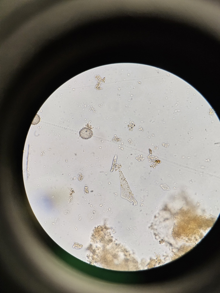 Peranema (Euglenoid) from San Juan, 00921, Puerto Rico on November 1 ...