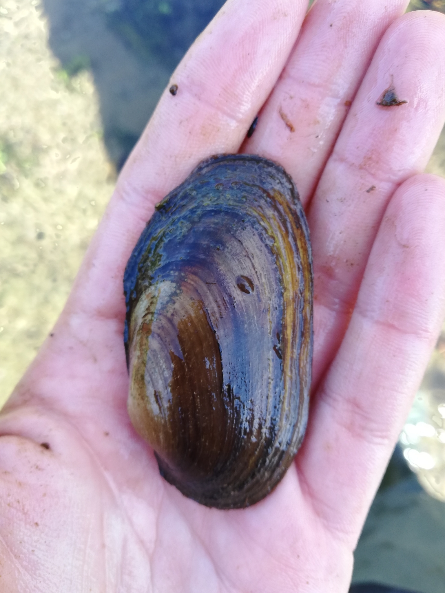 Unio mancus Lamarck, 1819