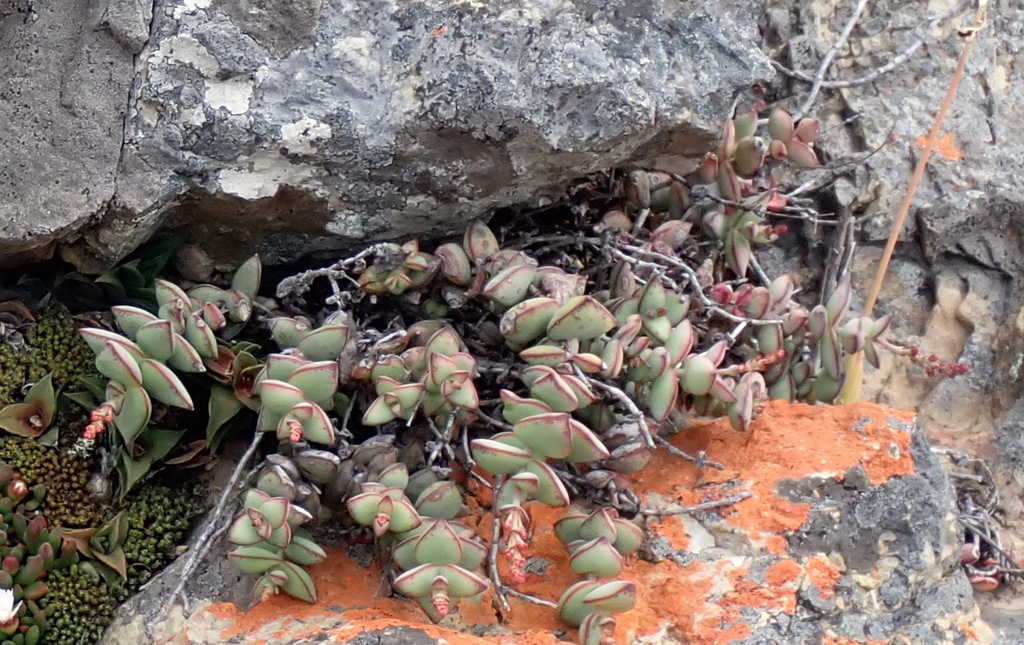 Kebab Bush from Quaggasberg, Garden Route District Municipality, South ...