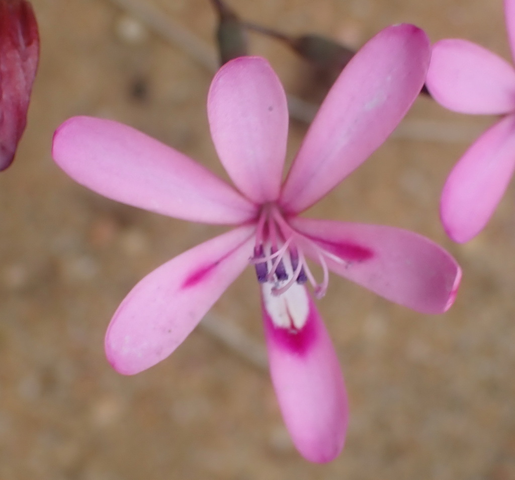 Renoster Kammetjie from Quaggasberg, Garden Route District Municipality ...