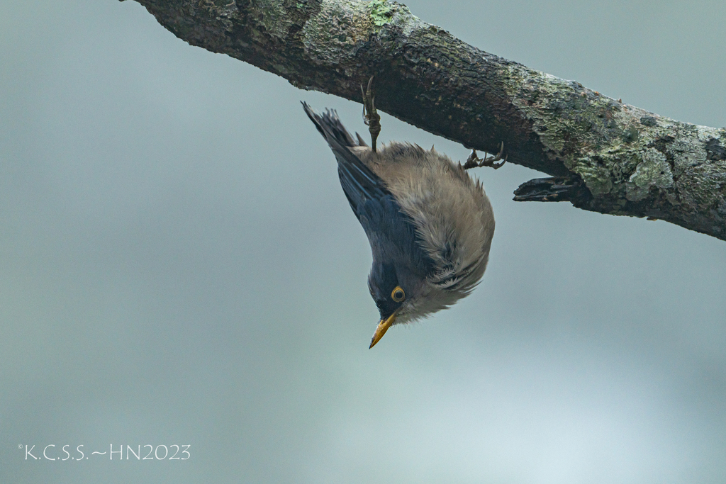 Yellow-billed Nuthatch in August 2023 by kcss · iNaturalist