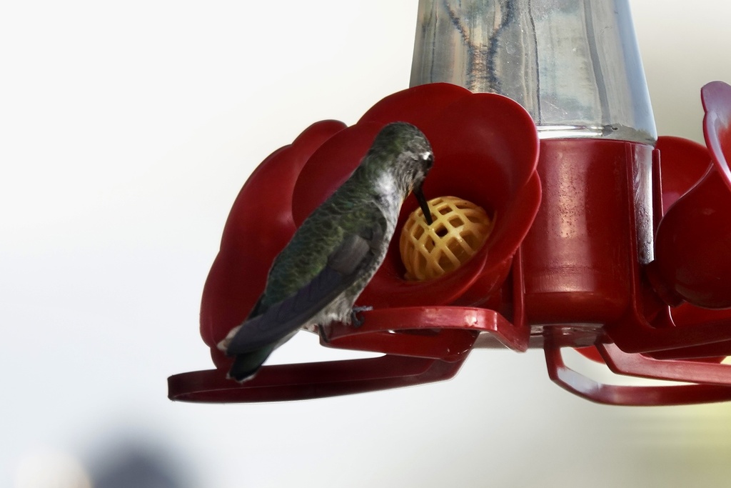 Anna's Hummingbird from W Sheep Wash Way, Benson, AZ, US on October 17 ...
