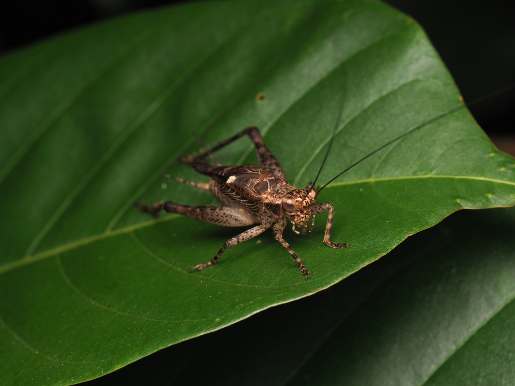 Cardiodactylus singapura from MacRitchie Reservoir, Singapore on June ...
