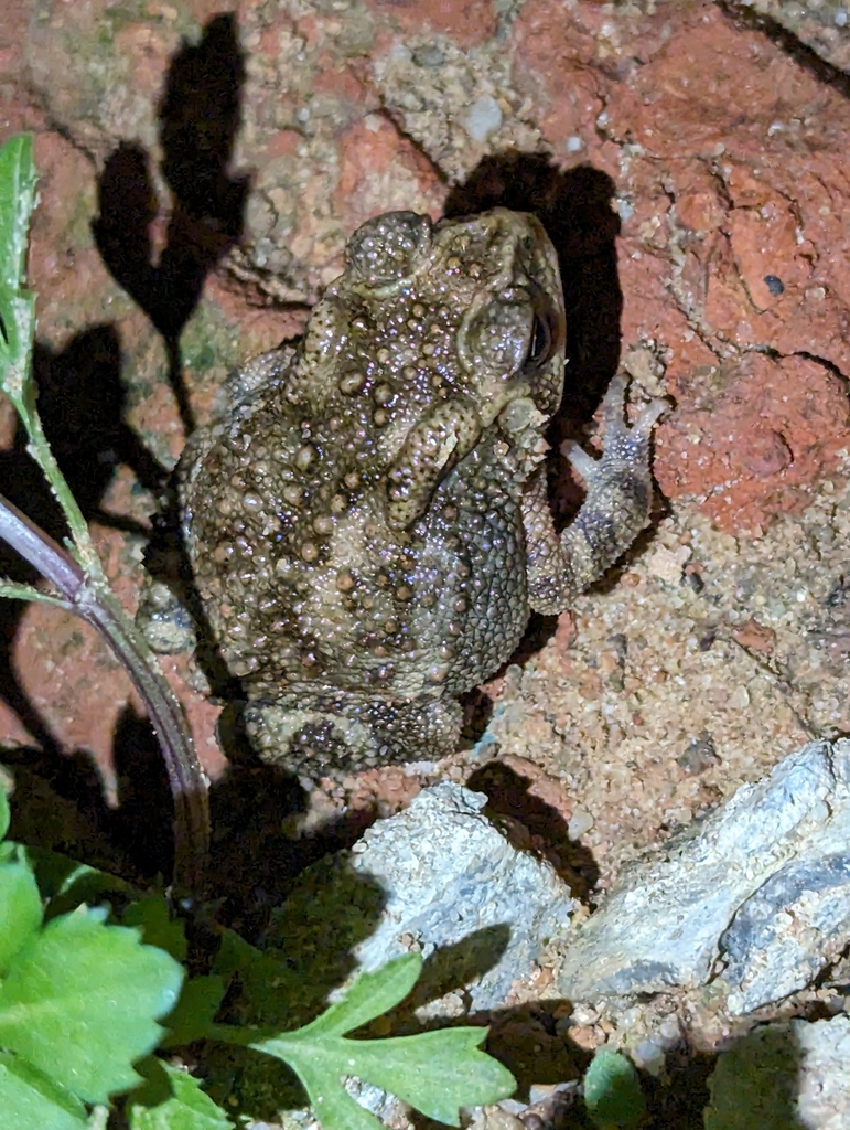 Asian Common Toad from Foshan, CN-GD, CN on November 4, 2023 at 09:24 ...