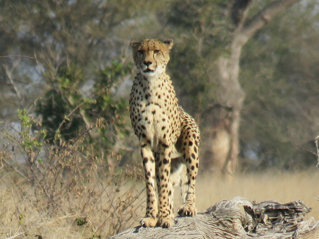Cheetah in July 2023 by Tracy Springorum · iNaturalist