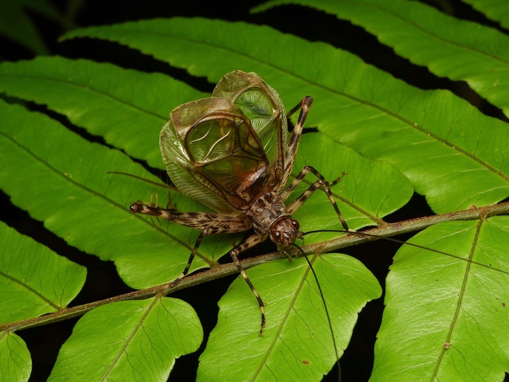 Vescelia pieli ryukyuensis in November 2023 by orthoptera-jp · iNaturalist