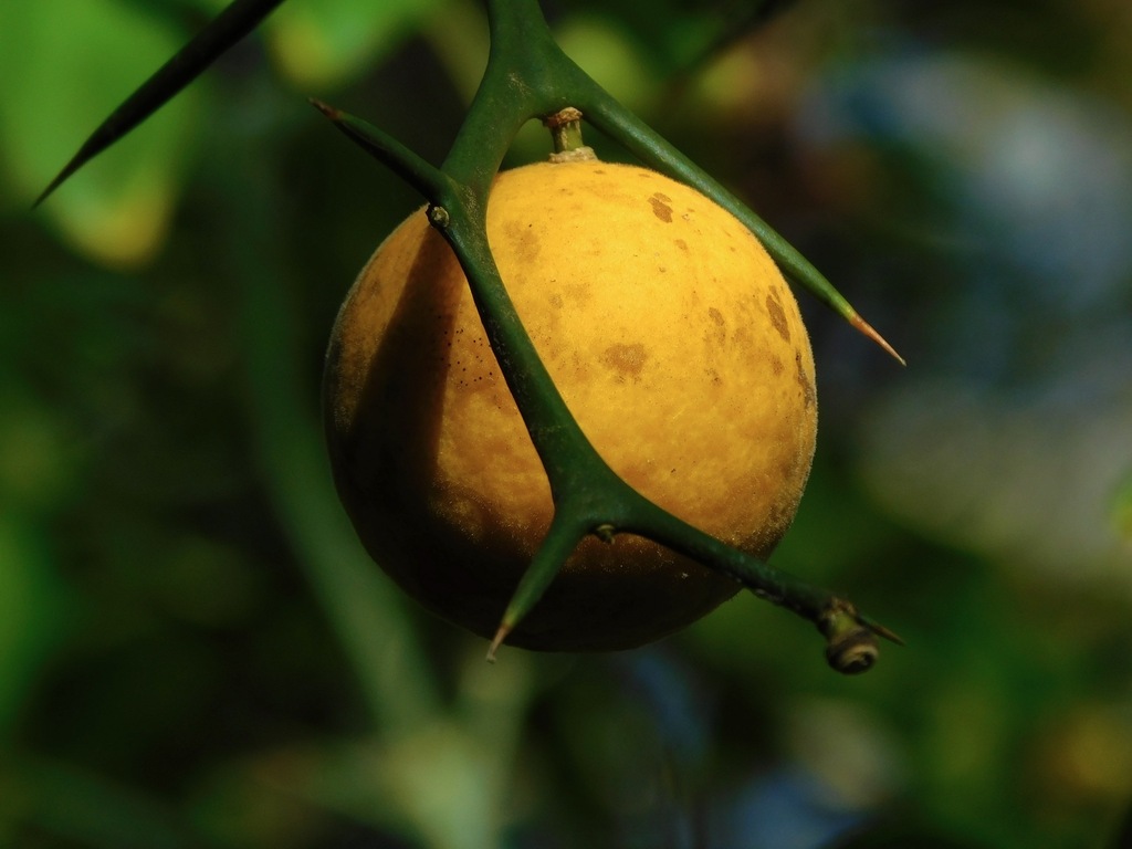 trifoliate orange in November 2023 by Michael J. Papay · iNaturalist