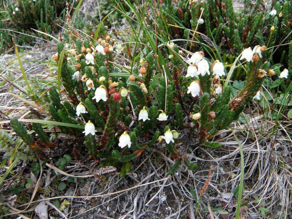 Arctic bell-heather from Borough de Denali, Alaska, États-Unis on ...