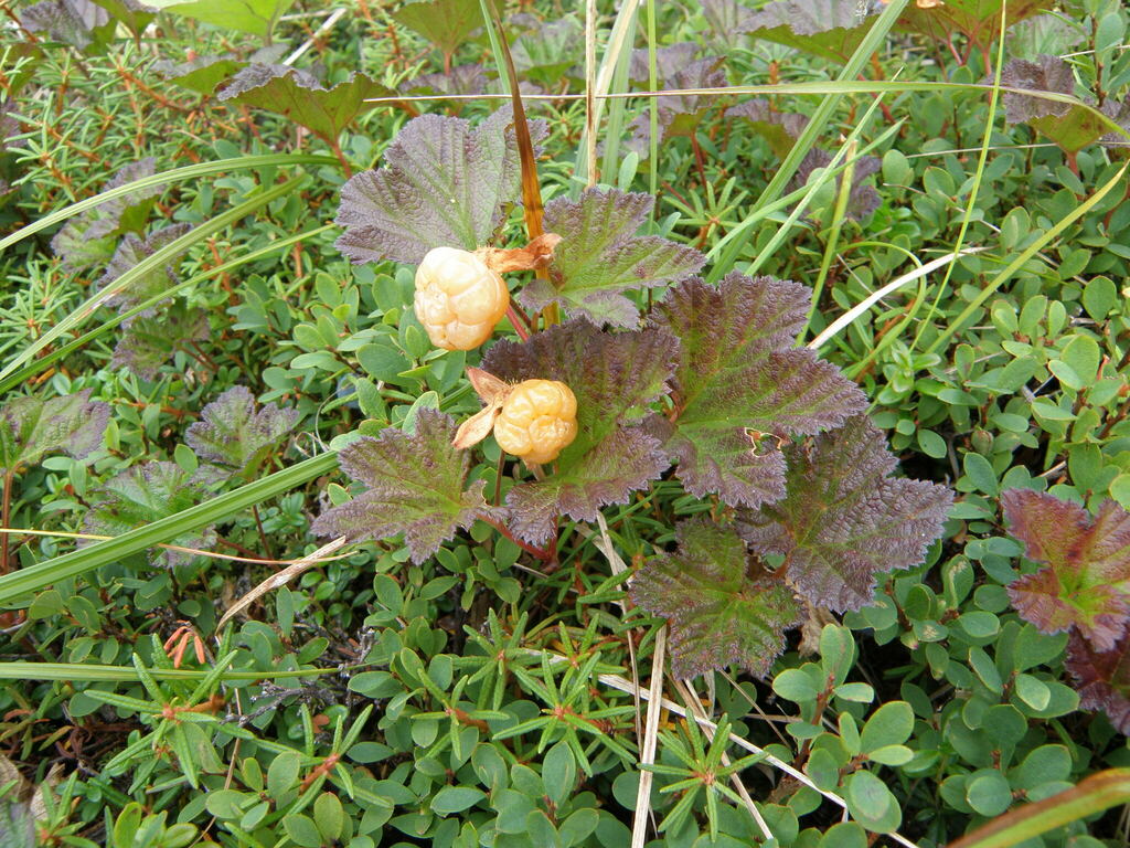 cloudberry from Borough de Denali, Alaska, États-Unis on August 13 ...
