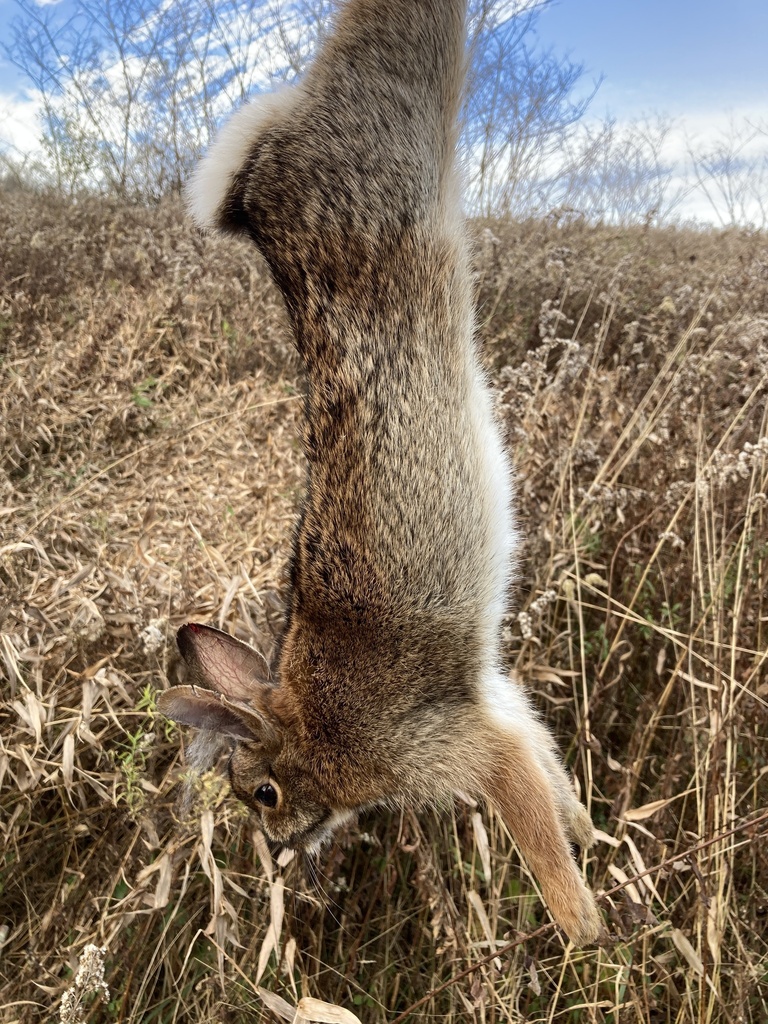 Cottontail Rabbits from Masontown, WV, US on November 4, 2023 at 10:04 ...
