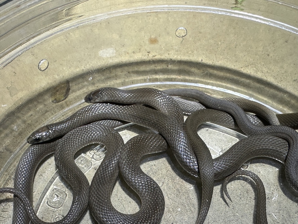 Rough Earthsnake in November 2023 by Ashwin Narayanan. Under backyard ...