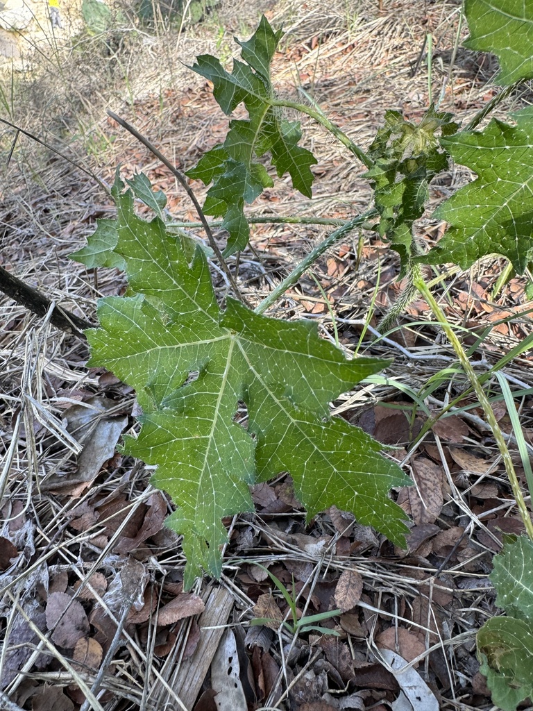 Texas Bull Nettle from Dinosaur Valley State Park, Glen Rose, TX, US on ...