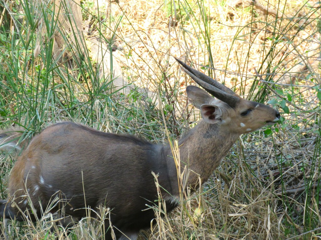 Cape Bushbuck from South Africa on September 16, 2022 at 12:51 PM by ...