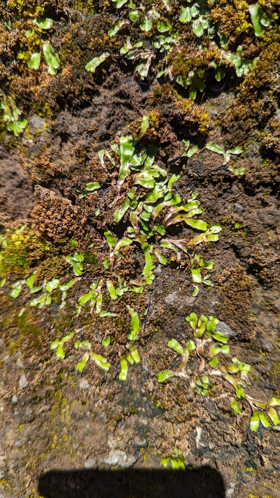 Mannia androgyna from 9030, Portugal on November 3, 2023 at 02:11 PM by ...