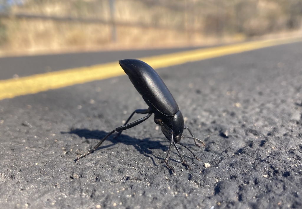 Desert Stink Beetles from E Burning Hills Cir, Prescott Valley, AZ, US ...