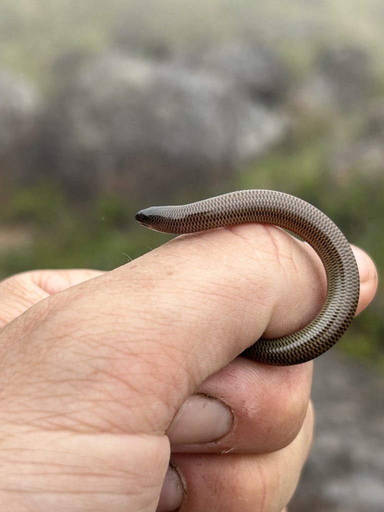 Short-headed Legless Skink from Raymond Mhlaba Rural, Raymond Mhlaba ...
