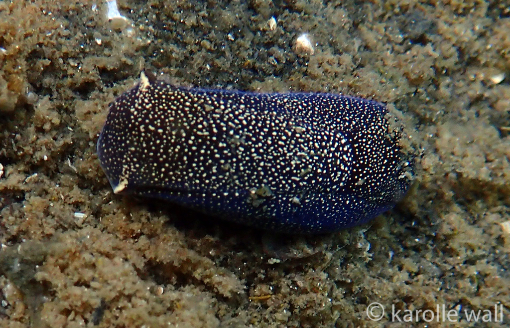 Spotted Aglaja (Nudibranchs and Other Sea Slugs of California ...